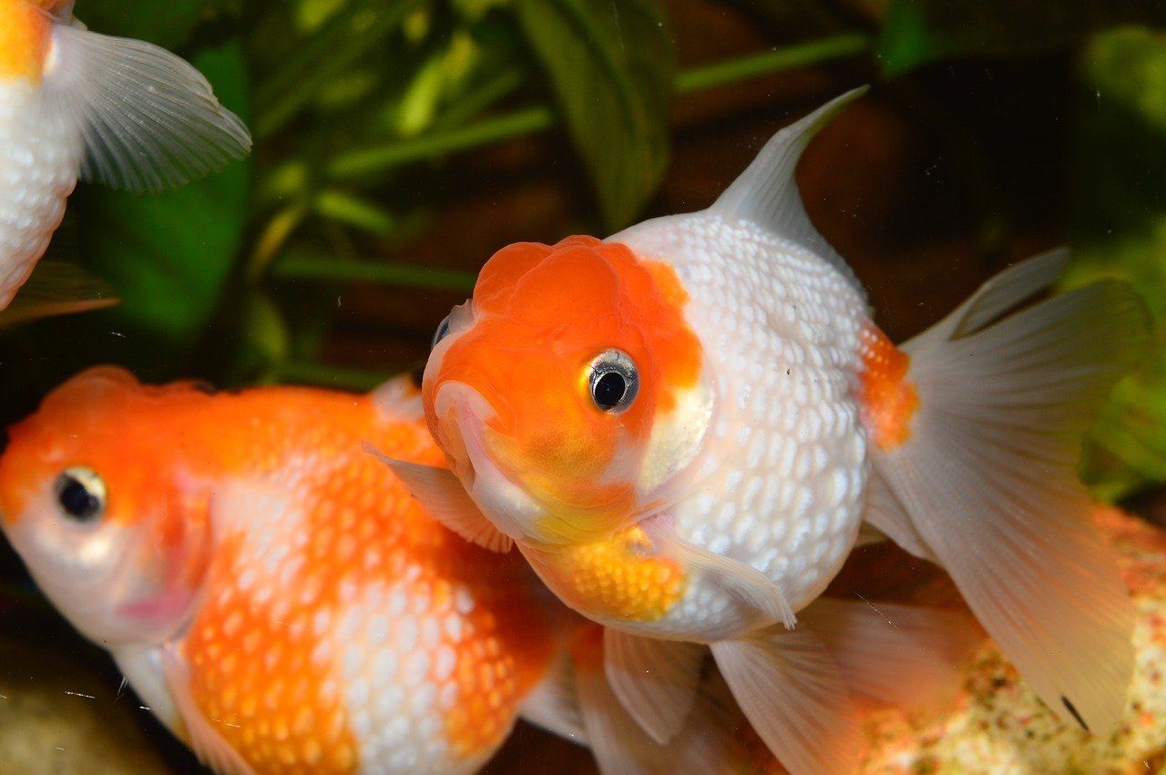 How To Care For Your Pet Fish Colbert On Demand How To Care For Your Pet Fish Colbert On Demand